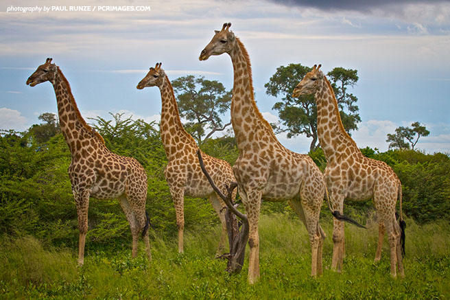 Giraffes Images HEADS UP: NEW Zoo's New Giraffe Has Arrived!
